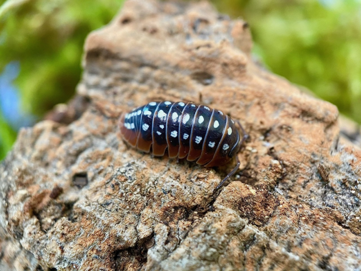 Bioactive Magic: Isopods for Sale in the UK and Their Terrarium ...